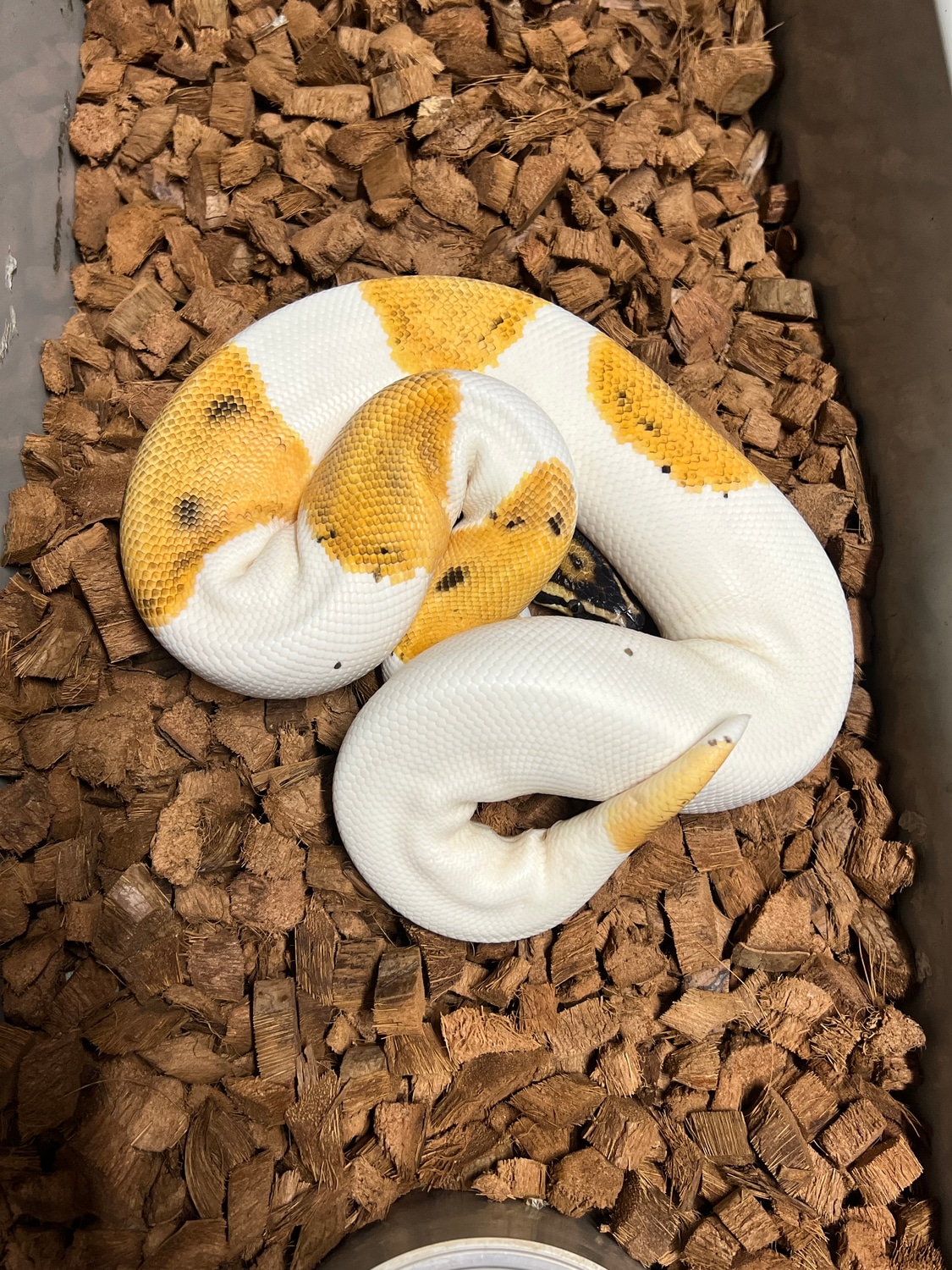 Super Orange Dream Pied 66% Het Mj Axanthic Ball Python by A.Koehler ...