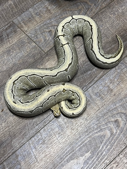 Pinstripe Desert Ghost Ball Python by A.Koehler Reptiles