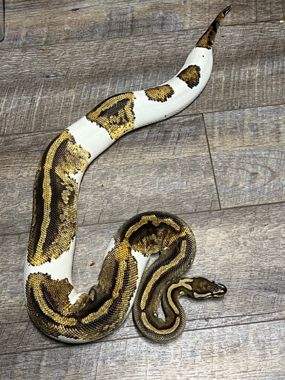 Gravel Pied Ball Python by A.Koehler Reptiles