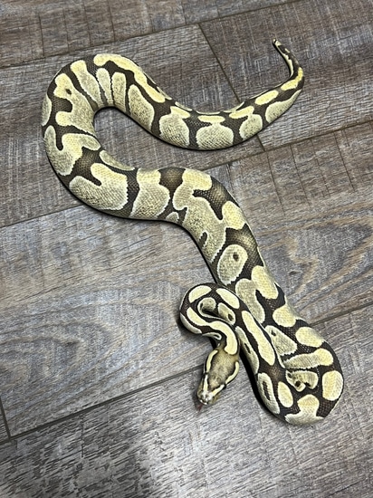 Enchi Desert Ghost Ball Python by A.Koehler Reptiles