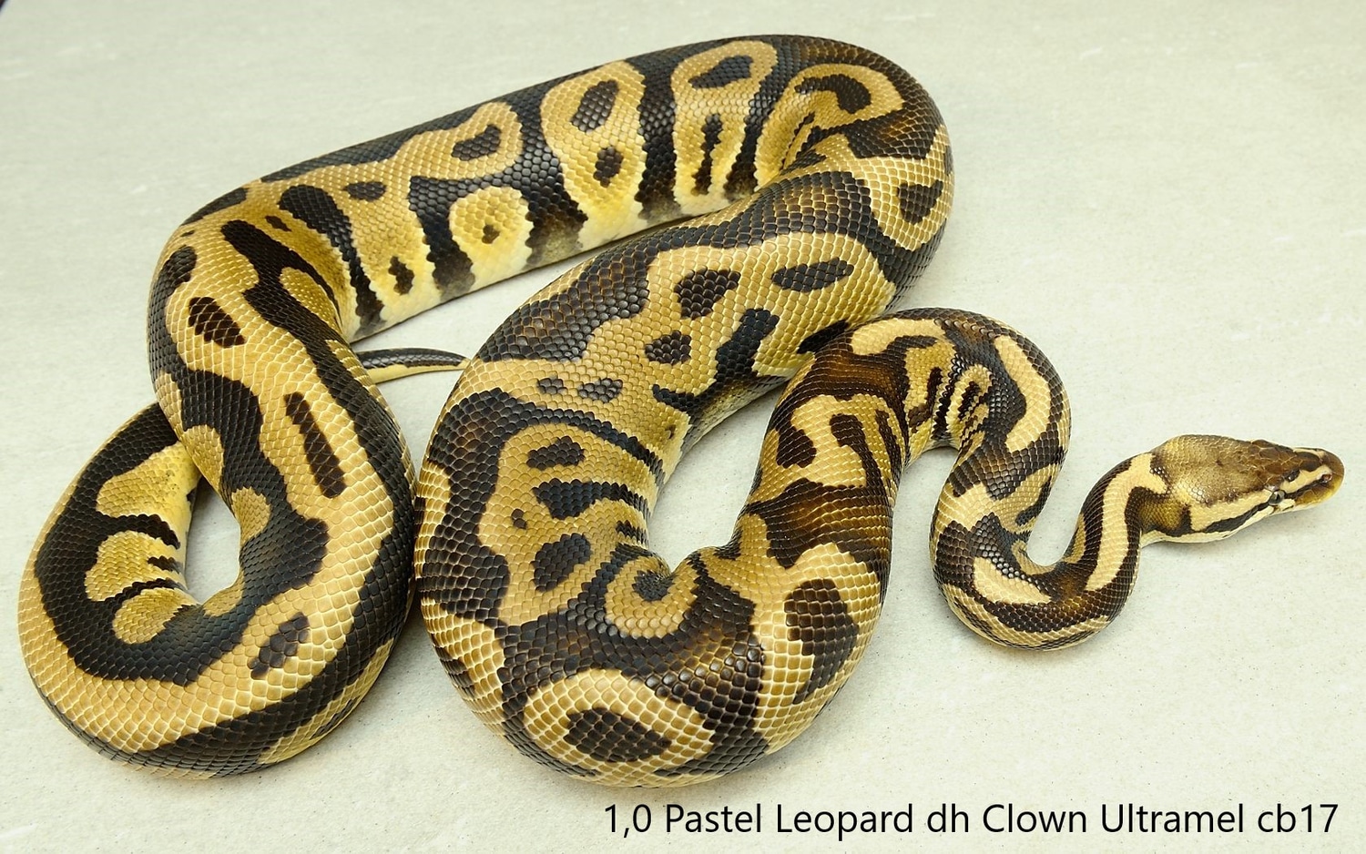 1,0 Pastel Leopard Dhet Ultramel Clown Ball Python by Home of Ultramel ...