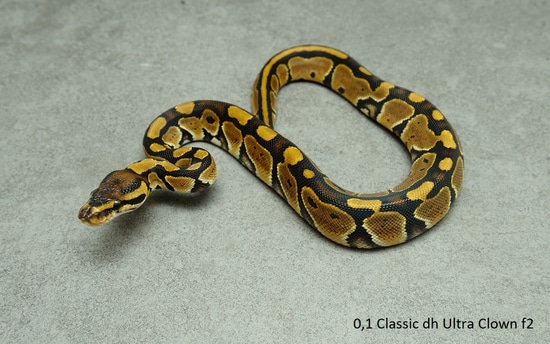 0,1 Classic Dh Ultramel Clown Ball Python by Home of Ultramel Clowns