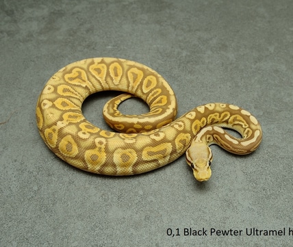 0,1 Ultramel Het Clown Ball Python by Home of Ultramel Clowns - MorphMarket