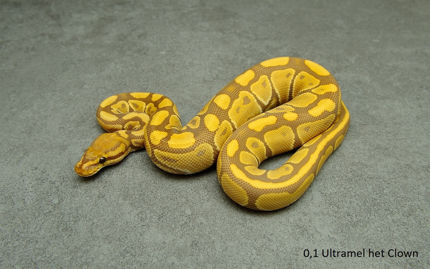 0,1 Ultramel Het Clown Ball Python by Home of Ultramel Clowns - MorphMarket