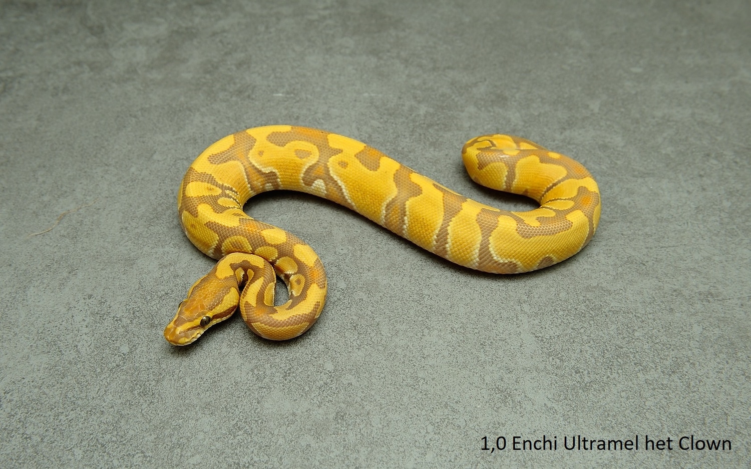 1,0 Enchi Ultramel Het Clown Ball Python by Home of Ultramel Clowns ...