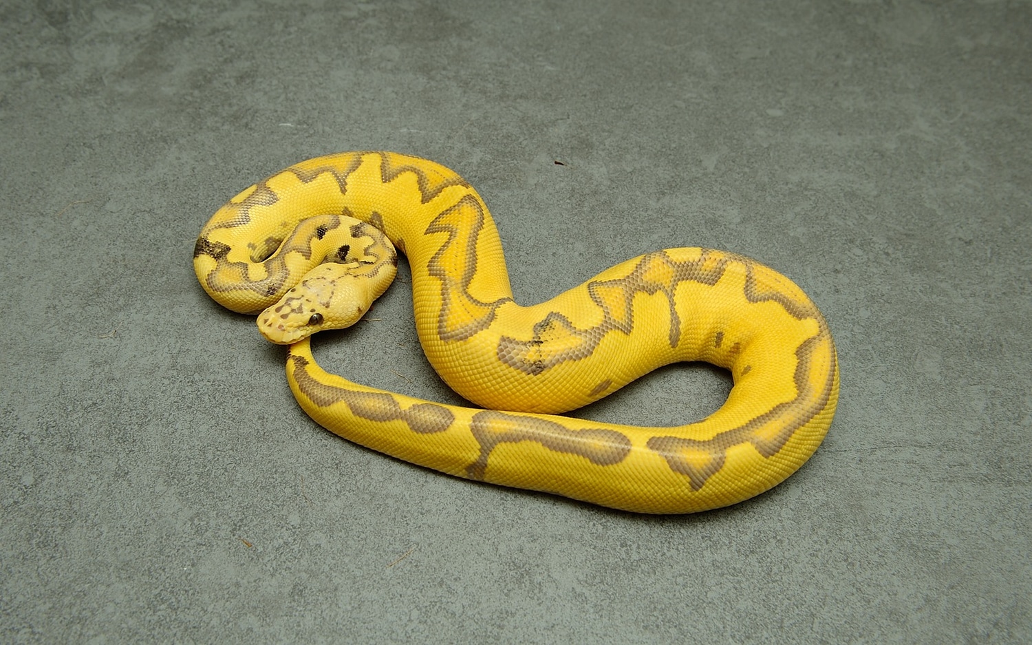 1,0 Pastel Ultramel Clown Het Orange Ghost Ball Python by Home of ...