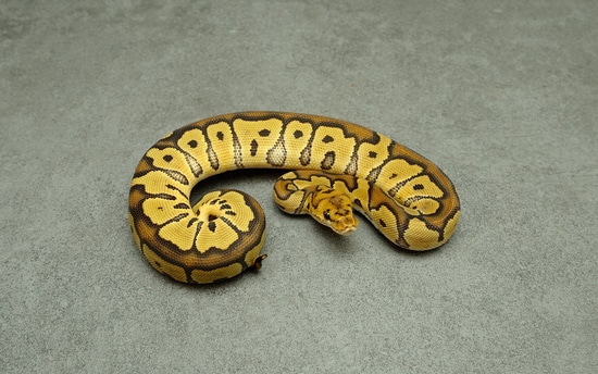 0,1 Clown Dh Ultramel / Orange Ghost Ball Python by Home of Ultramel Clowns