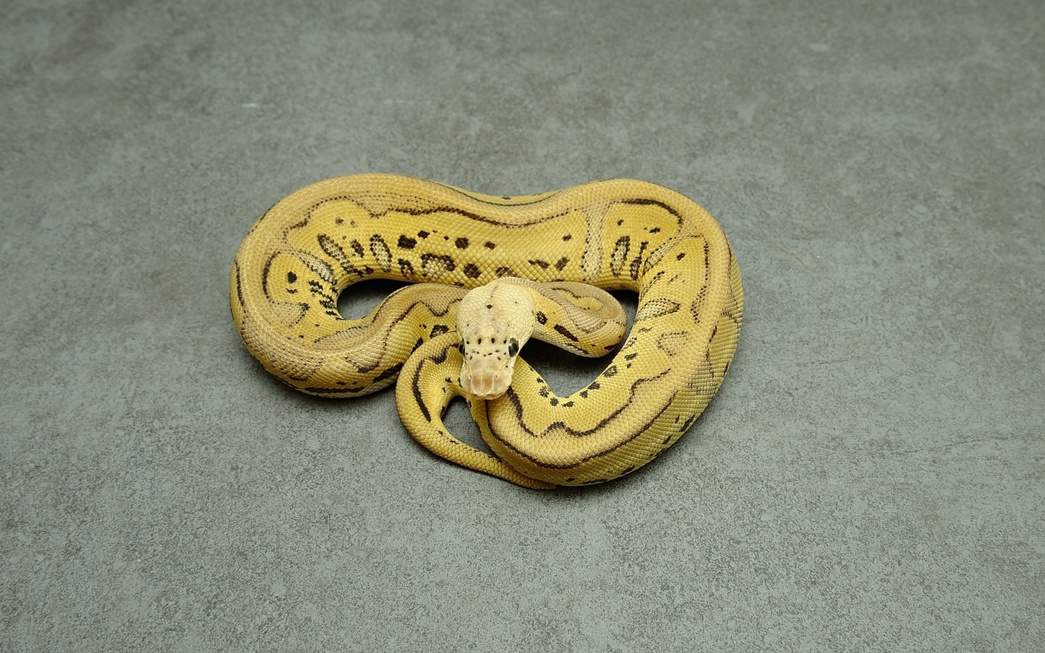0,1 Pastel Leopard Clown Dh Ultramel / Orange Ghost Ball Python by Home ...