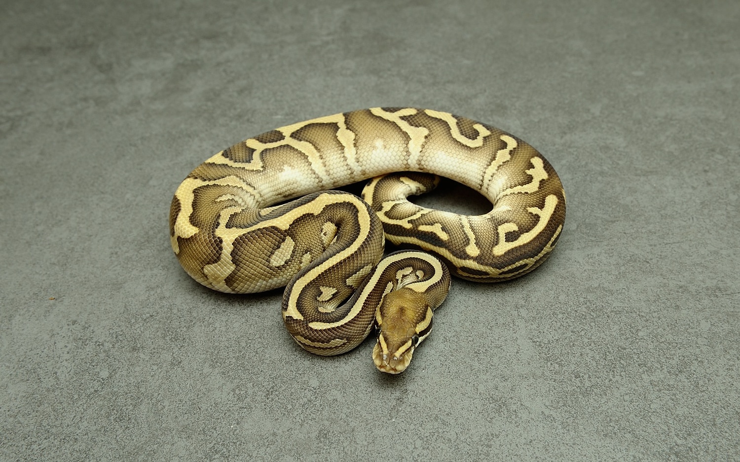 1,0 Leopard Butter Th Ultramel/Clown/Desert Gost Ball Python by Home of ...