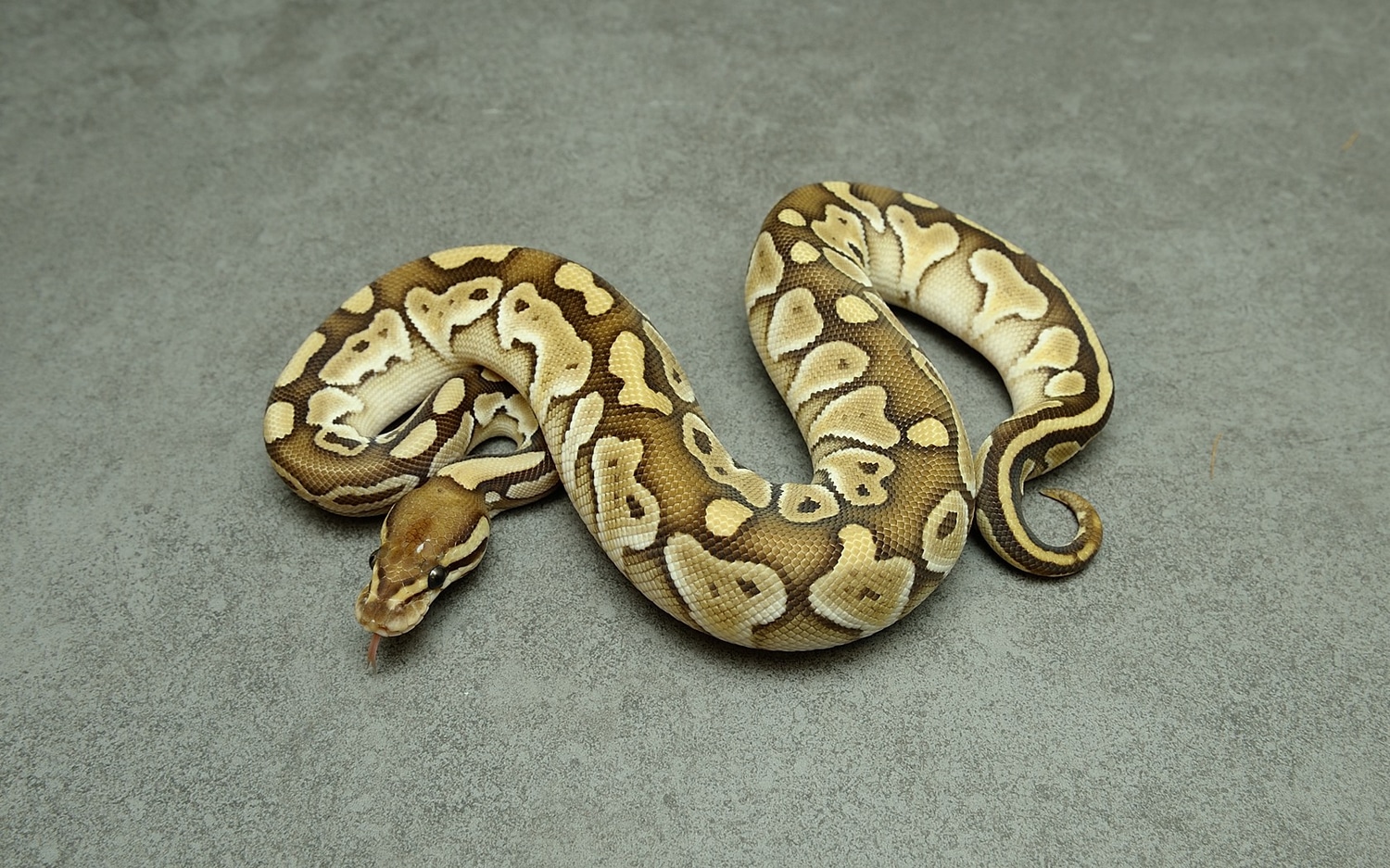 0,1 Butter Th Desert Ghost/Ultramel/Clown Ball Python by Home of ...