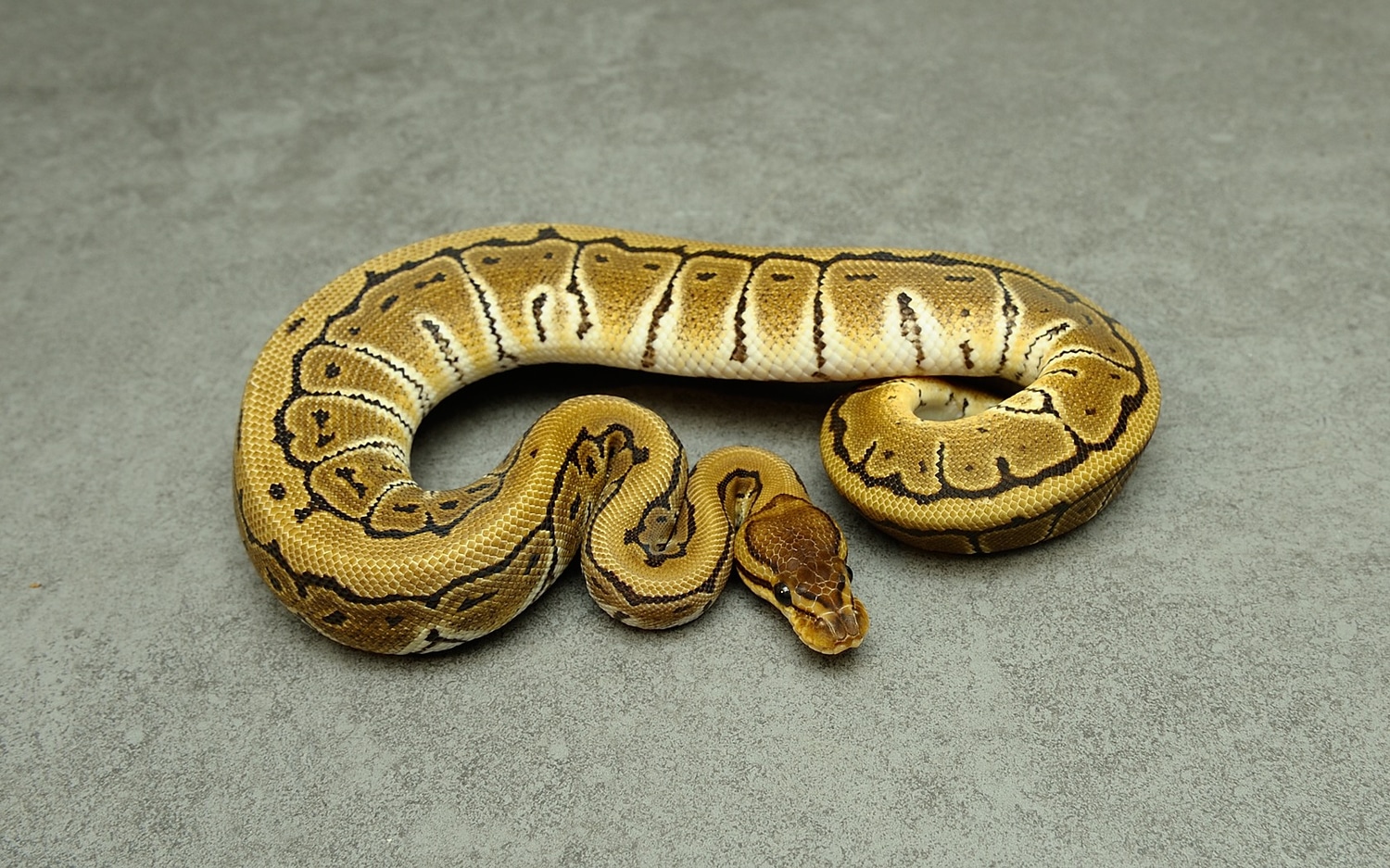0,1 Pinstripe Th Desert Ghost/Ultramel/Clown Ball Python by Home of ...