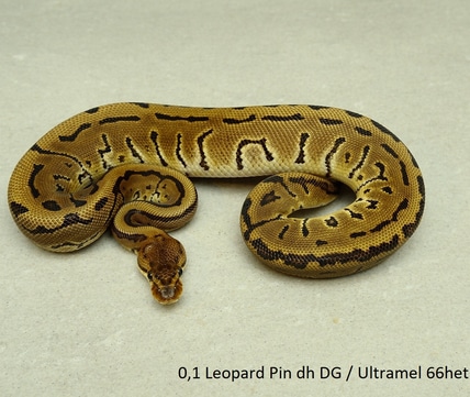 0,1 Butter Pinstripe Dh Desert Ghost / Ultramel 66% Het Clown Ball Python by Home of Ultramel ...