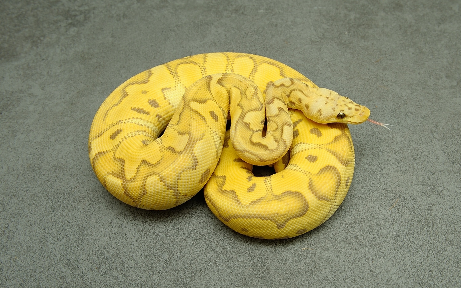 0,1 Pastel Ultramel Clown Ball Python by Home of Ultramel Clowns ...