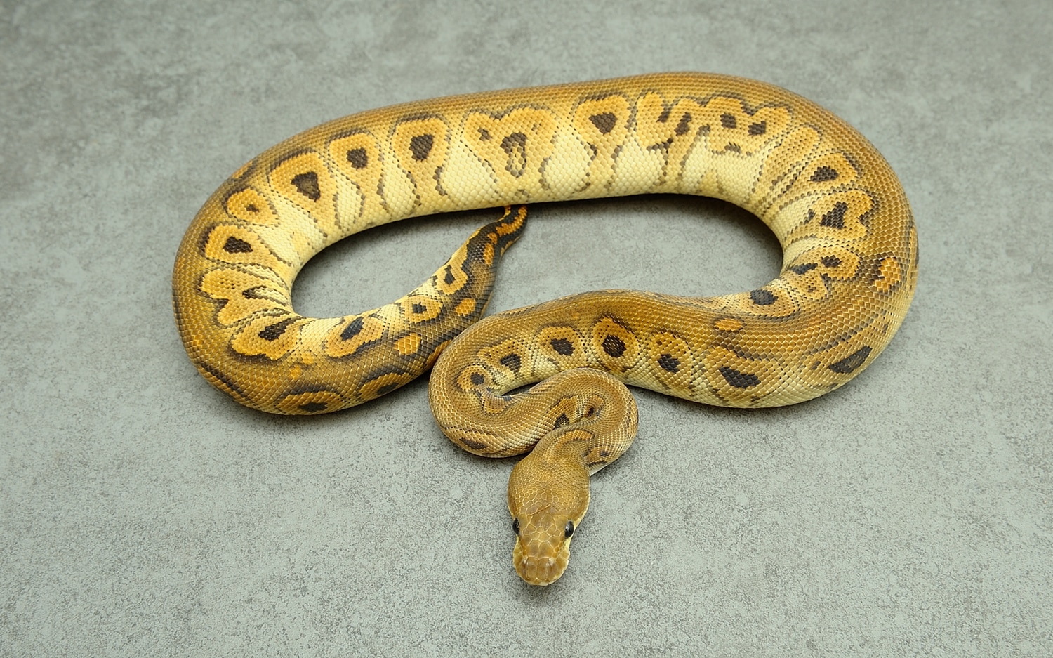 0,1 Black Pastel Clown Het Ultramel Ball Python by Home of Ultramel ...