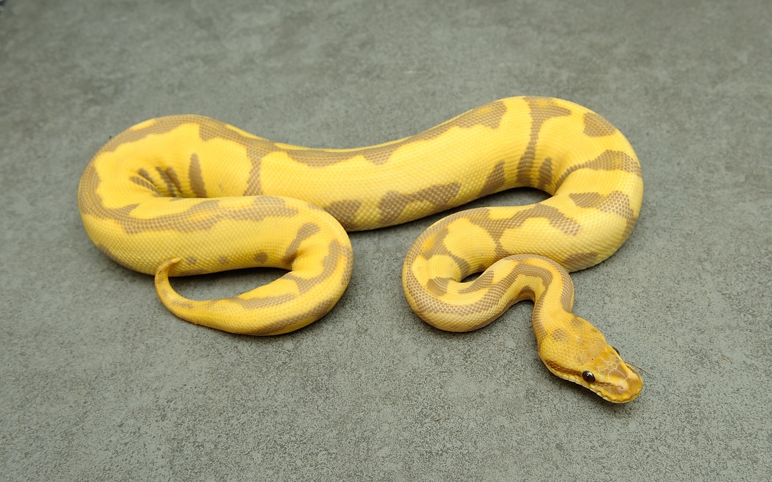 0,1 Fire Leopard Ultramel Het Clown Ball Python by Home of Ultramel ...