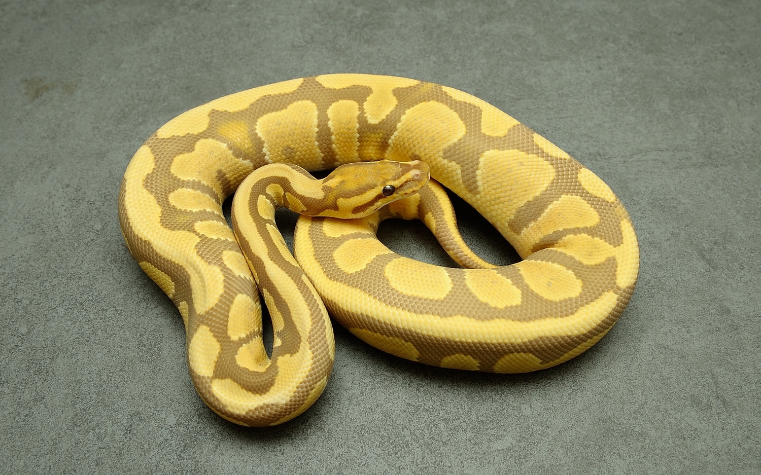 0,1 Fire Ultramel Het Clown Ball Python by Home of Ultramel Clowns ...