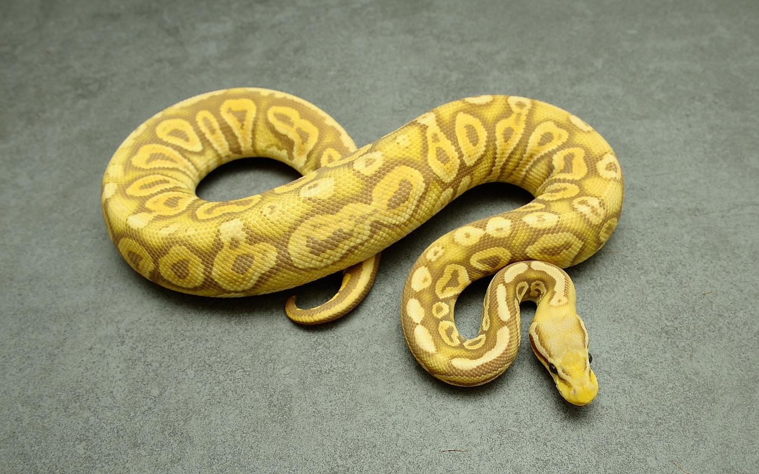 0,1 Black Pewter Ultramel Het Clown Ball Python by Home of Ultramel ...