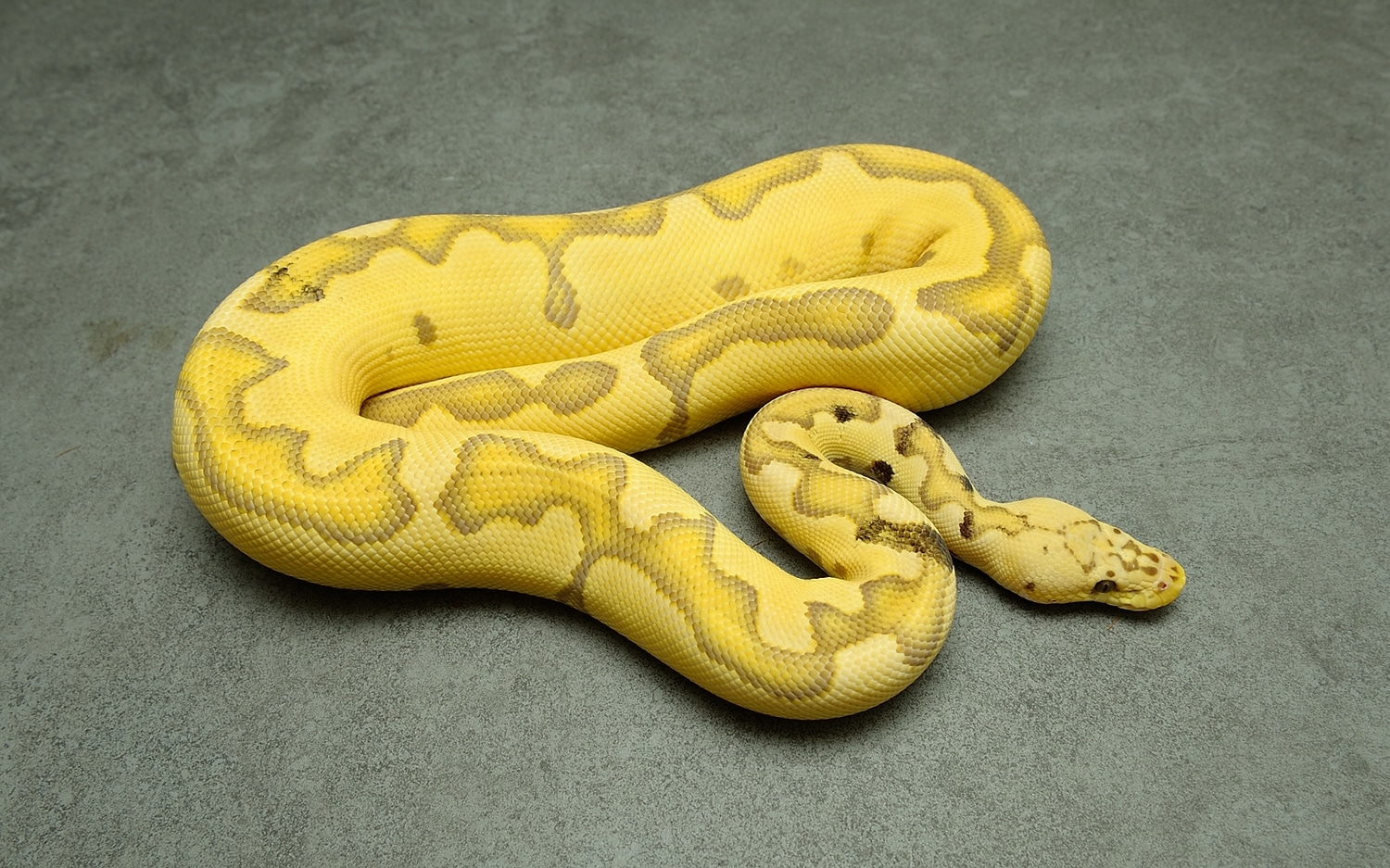 1,0 Pastel Ultramel Clown Het Orange Ghost Ball Python by Home of Ultramel Clowns - MorphMarket
