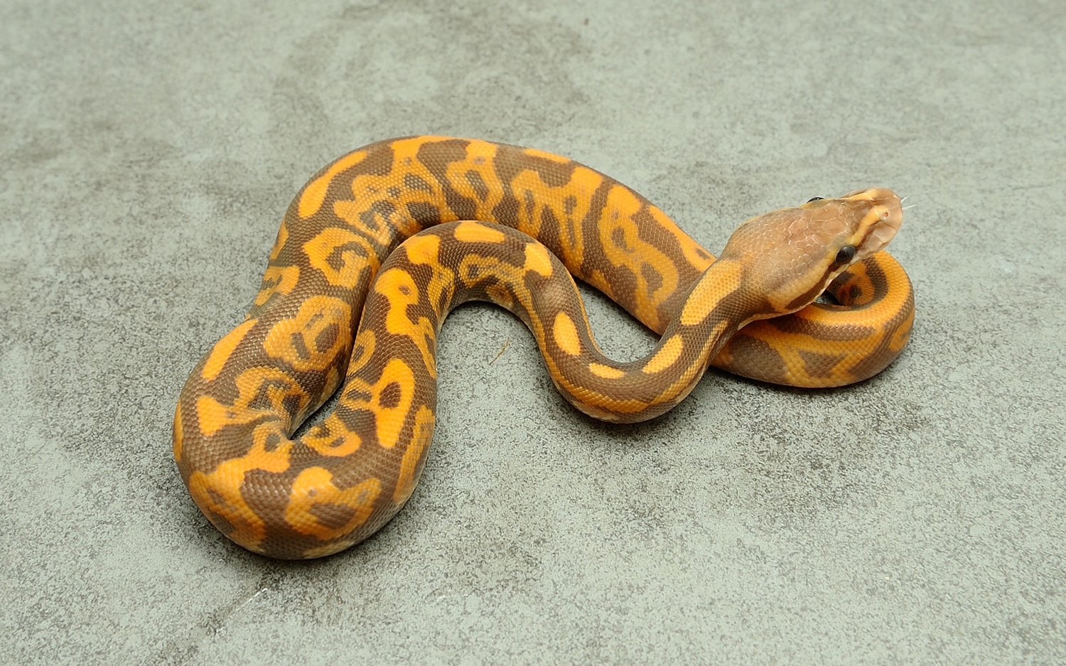 1,0 Black Pastel Leopard Ultramel Het Clown Ball Python by Home of Ultramel Clowns - MorphMarket