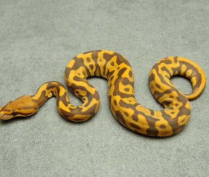 1,0 Black Pastel Leopard Ultramel Het Clown Ball Python by Home of ...