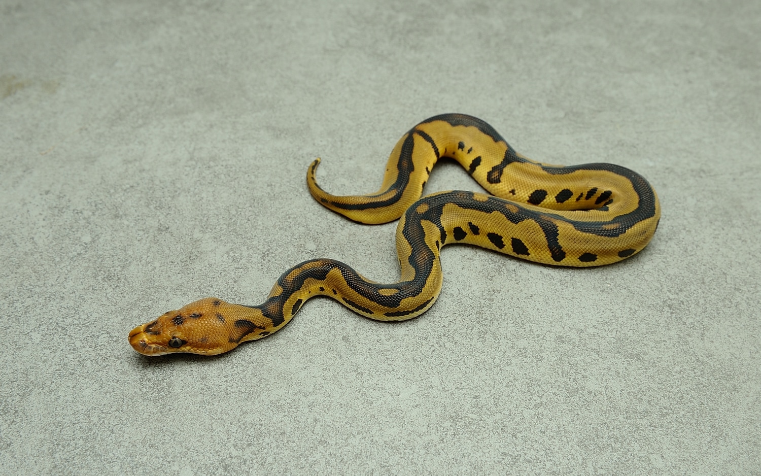 0,1 Leopard Clown Het Ultramel Ball Python by Home of Ultramel Clowns ...