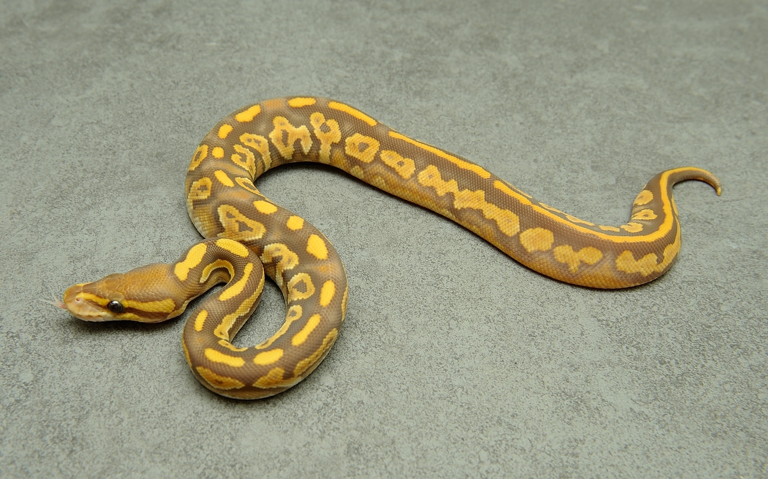 0,1 Calico Phantom Ultramel Ball Python by Home of Ultramel Clowns - MorphMarket