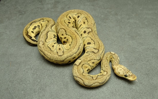 0,1 Pastel Clown Dh Ultramel / Orange Ghost Ball Python by Home of ...