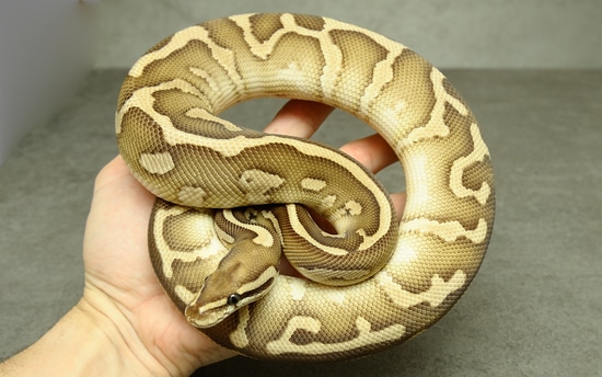 1,0 Leopard Butter Th Ultramel/Clown/Desert Gost Ball Python by Home of ...