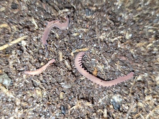 PAIR Epiperipatus Barbadenis / Barbados Brown Velvet Worm (PREGNANT ...