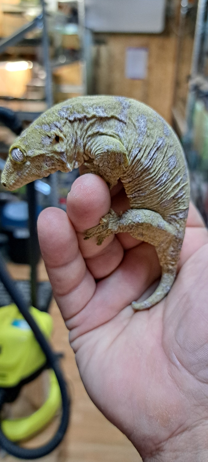 Blue Milk Creatures's Collection - MorphMarket