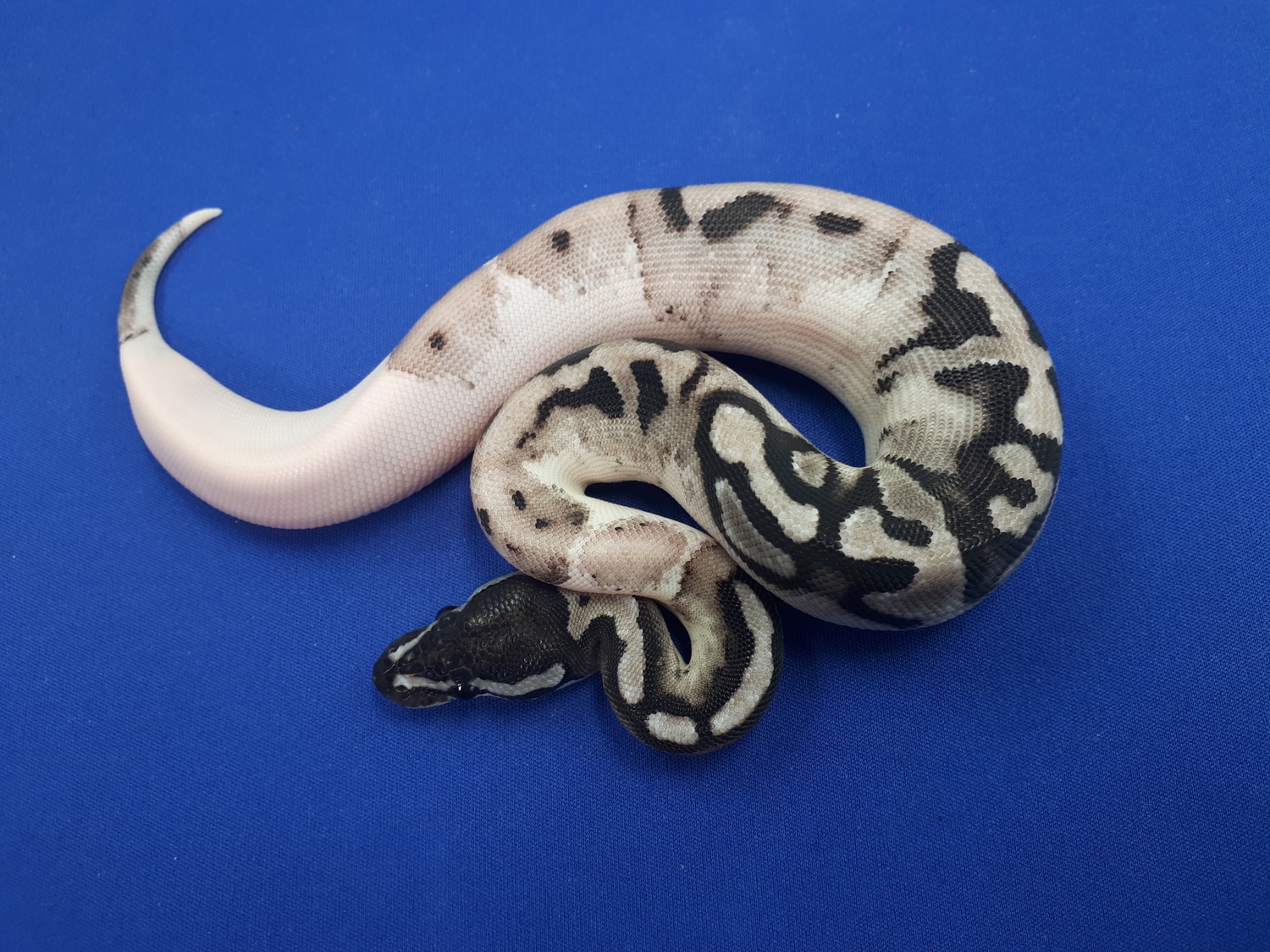 MJ Lightning Pied Ball Python by Ball Python Addiction - MorphMarket