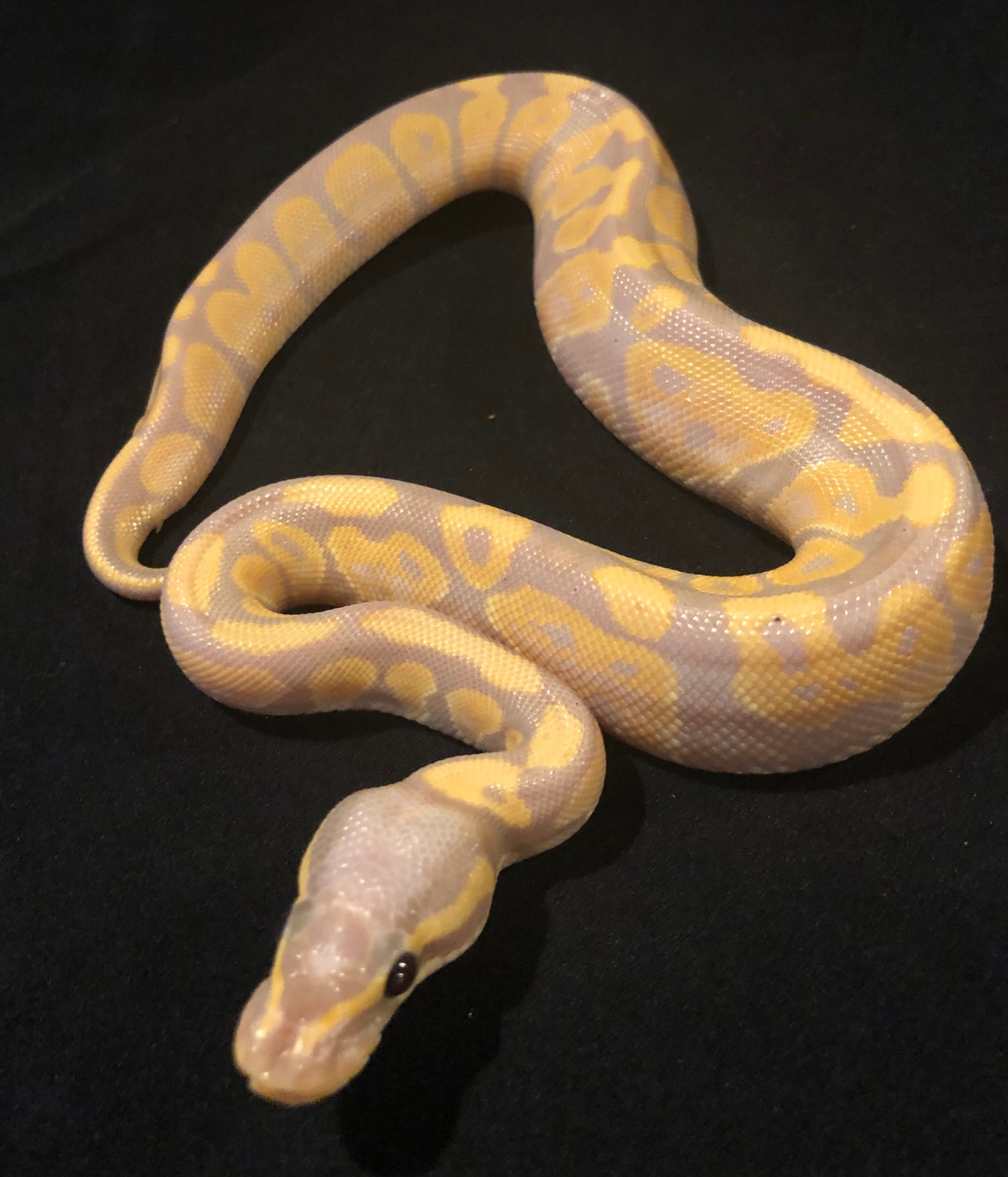 Coral Glow Ball Python by BallPythonBlvd - MorphMarket