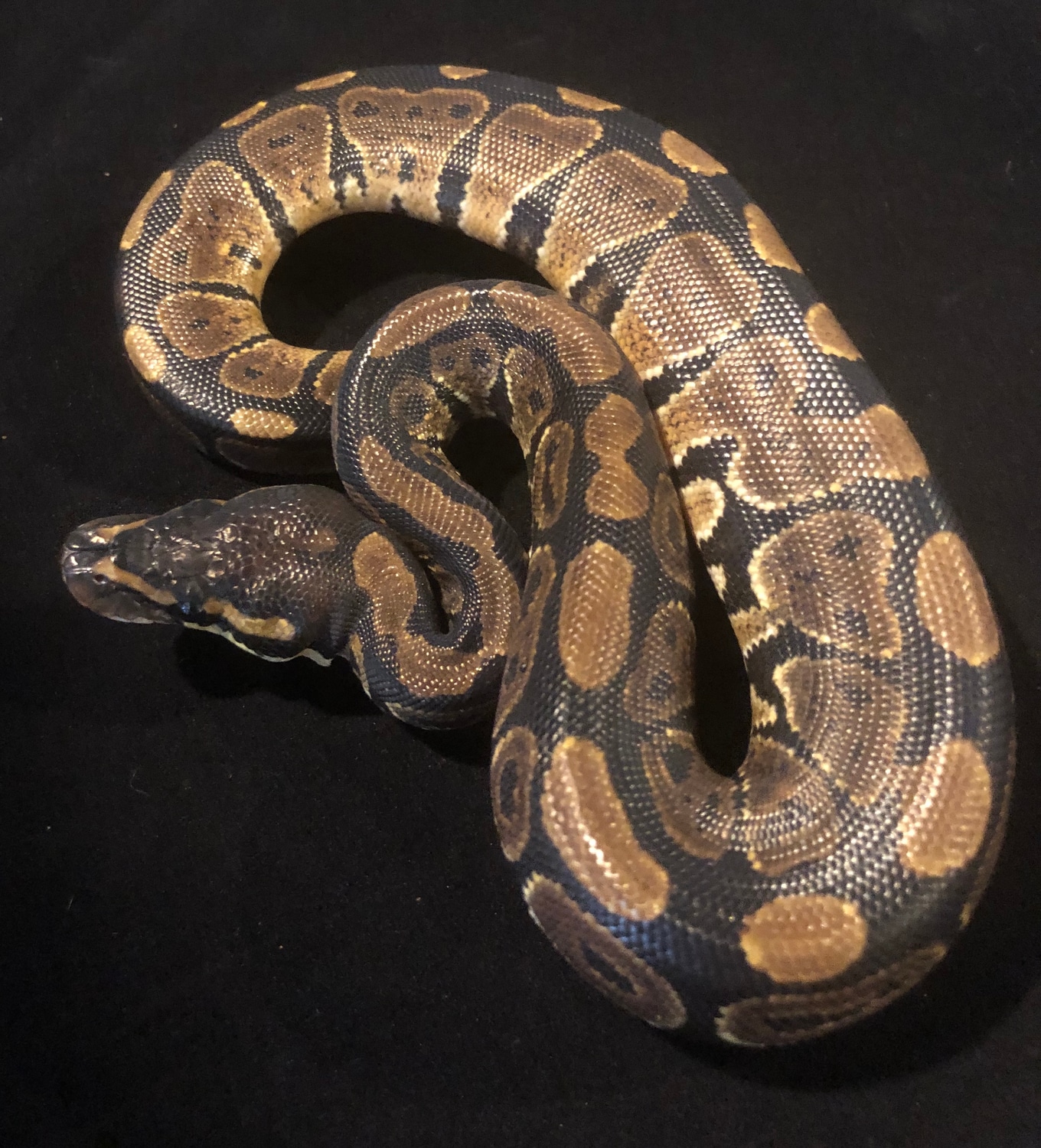Normal Ball Python by BallPythonBlvd - MorphMarket