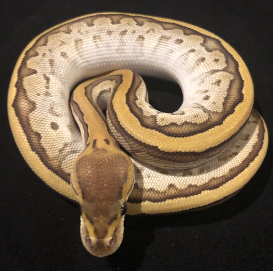 Cypress Jigsaw Ball Python by BallPythonBlvd