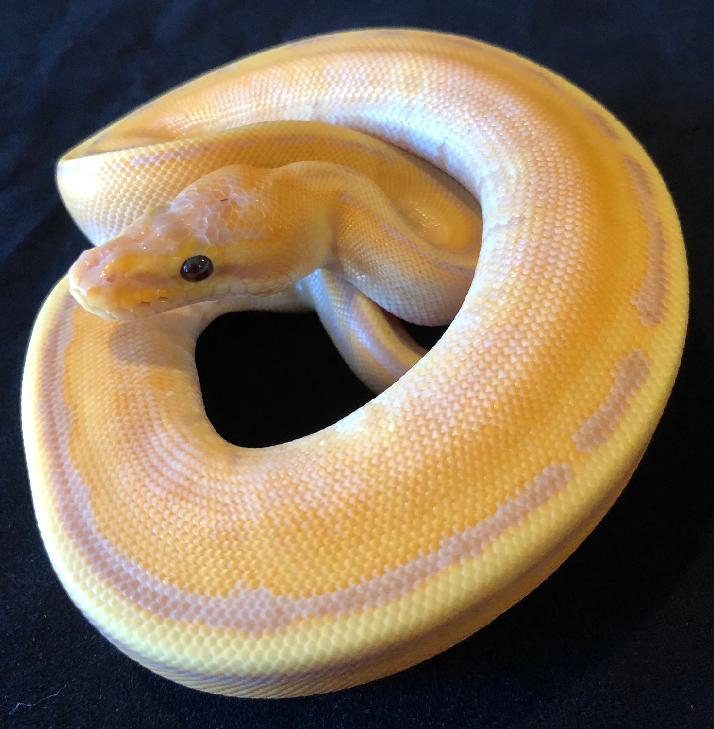 Banana Genetic Stripe Ball Python by BallPythonBlvd - MorphMarket