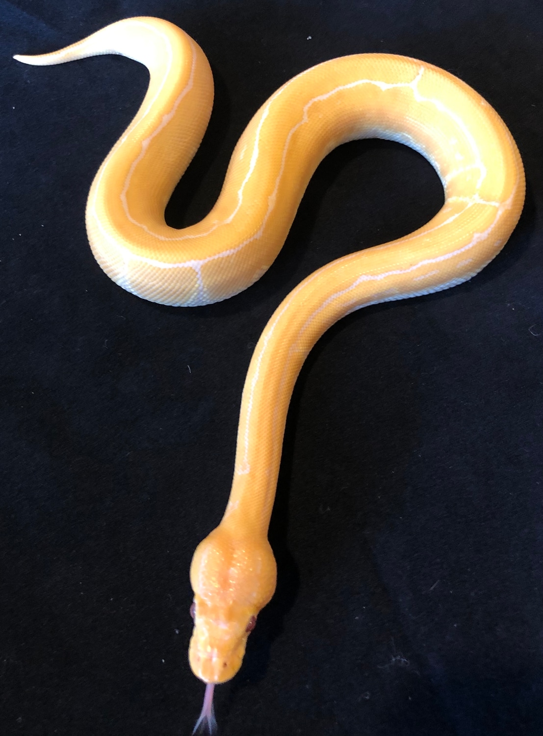 Lavender Albino Pinstripe Ball Python by BallPythonBlvd - MorphMarket