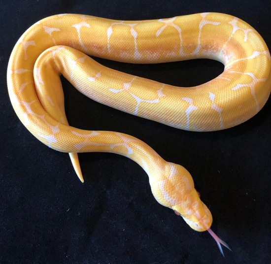 Lavender Albino Pastel Spider Ball Python by BallPythonBlvd