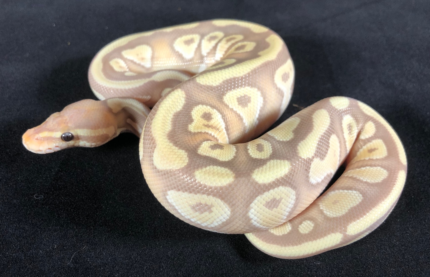 Banana Mojave Ball Python by BallPythonBlvd - MorphMarket