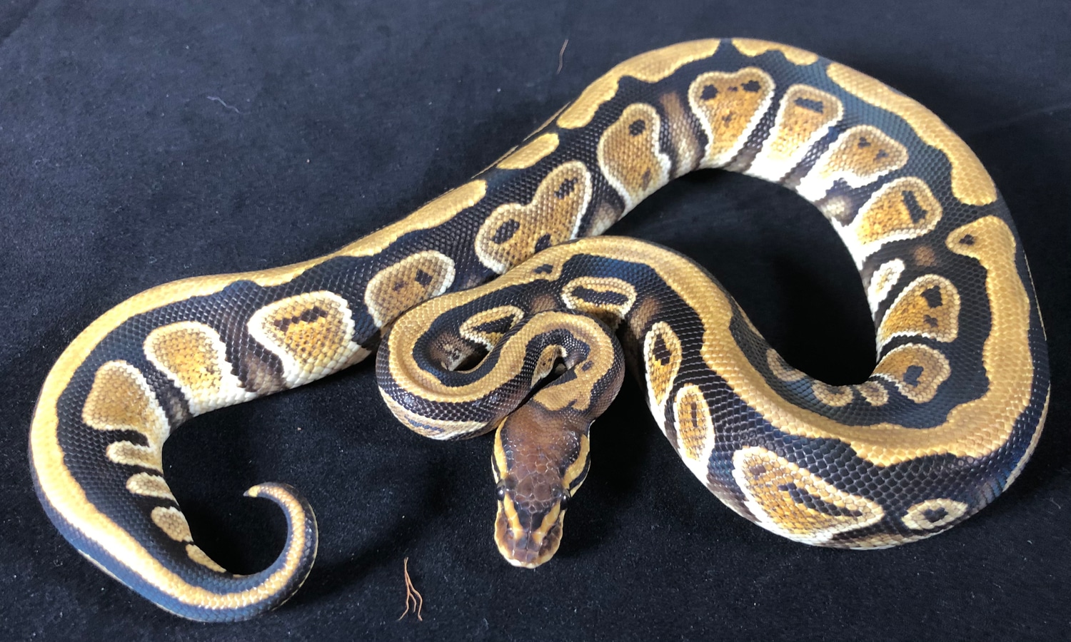 Fire Cypress Ball Python by BallPythonBlvd - MorphMarket