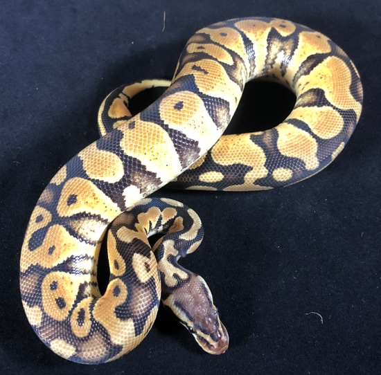 Cypress Pastel Ball Python by BallPythonBlvd