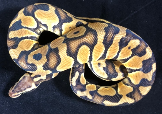 Cypress Pastel Ball Python by BallPythonBlvd
