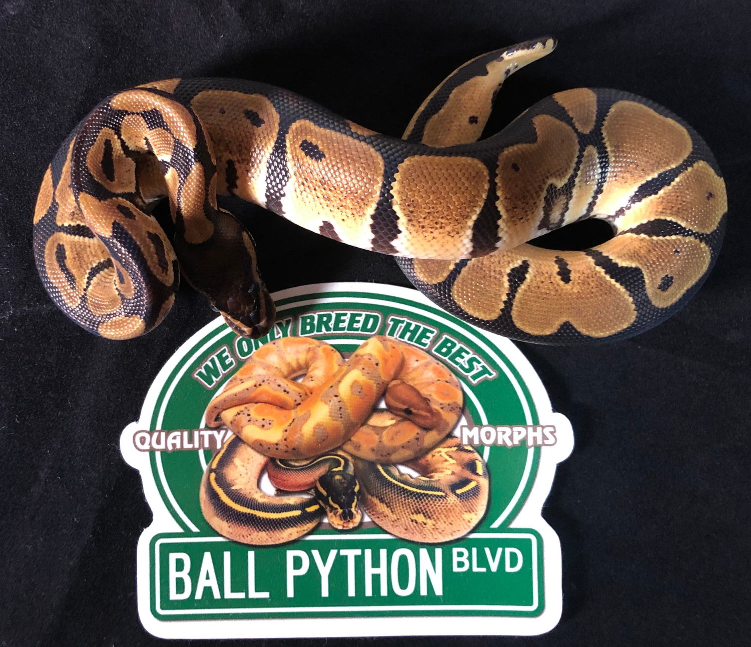 Double Het Axanthic VPI Het Lavender Albino (SNOW) Ball Python by ...