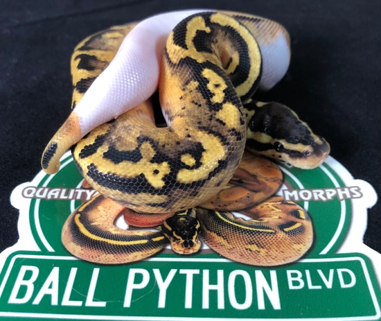 Leopard Pastel Pied Ball Python by BallPythonBlvd