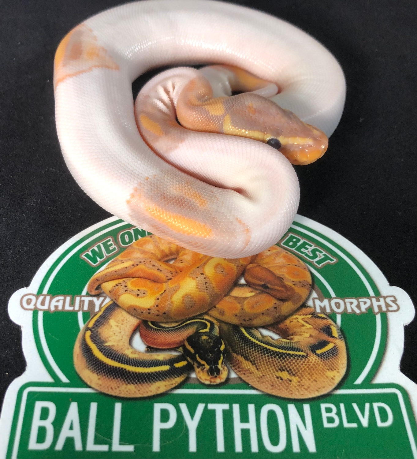 Coral Glow Pied Ball Python by BallPythonBlvd - MorphMarket