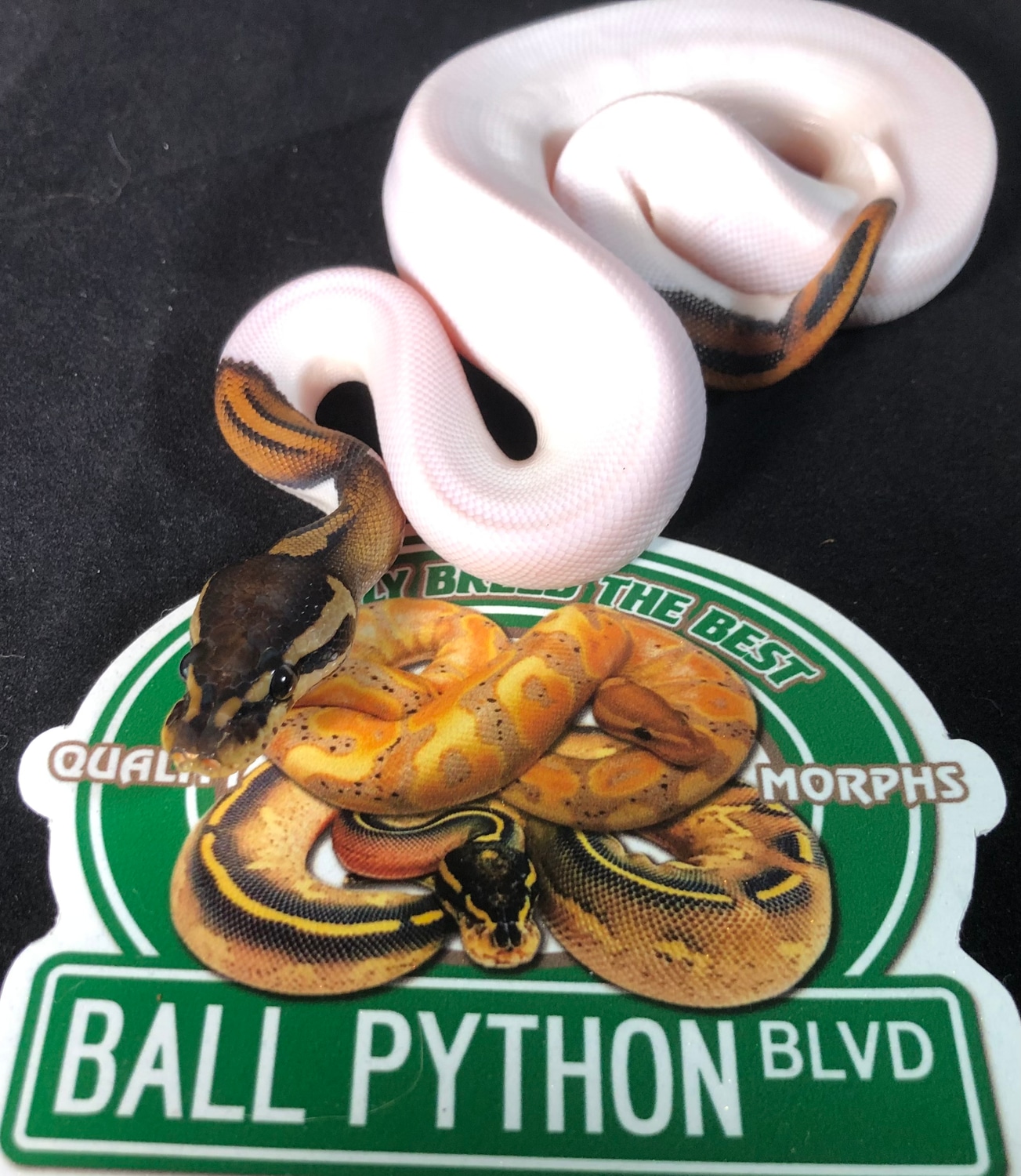 Black Pastel Pied Het Albino Ball Python by BallPythonBlvd - MorphMarket