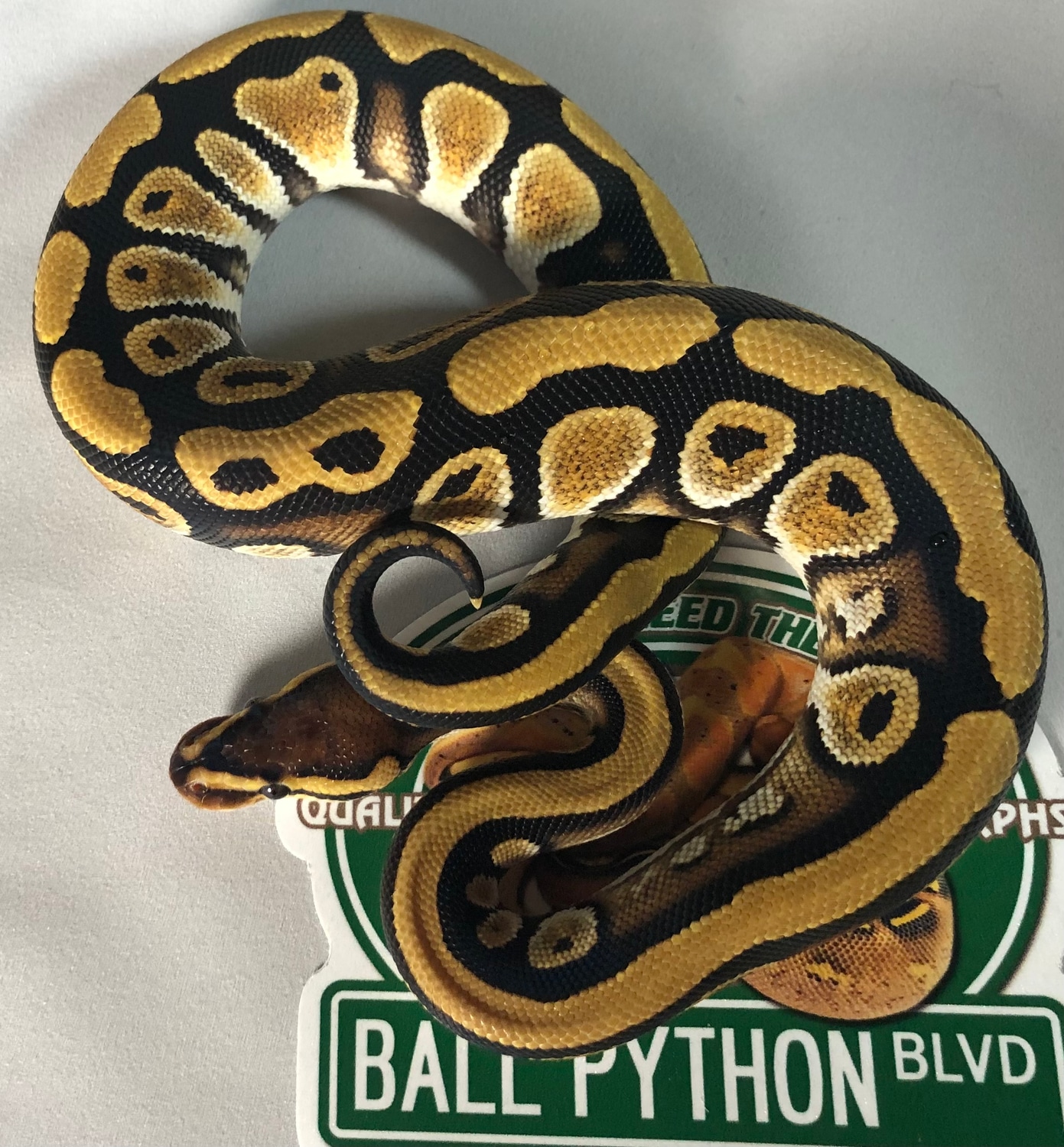 Cypress Ball Python by BallPythonBlvd - MorphMarket