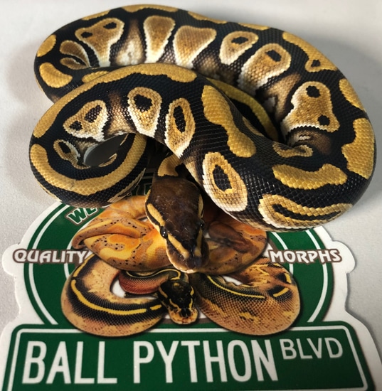 Cypress Ball Python by BallPythonBlvd