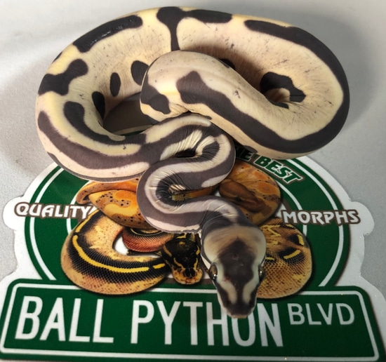 Scaleless Leopard Ball Python by BallPythonBlvd
