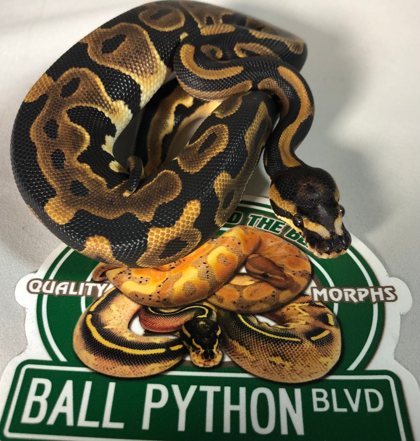 Leopard Scaleless Head Ball Python by BallPythonBlvd - MorphMarket