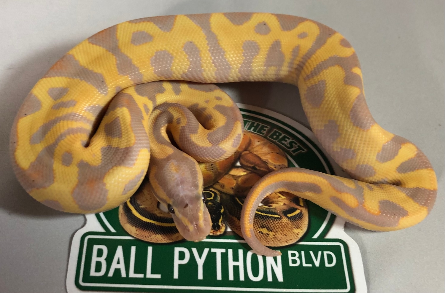 Banana Leopard Yb/Spark Ball Python by BallPythonBlvd - MorphMarket